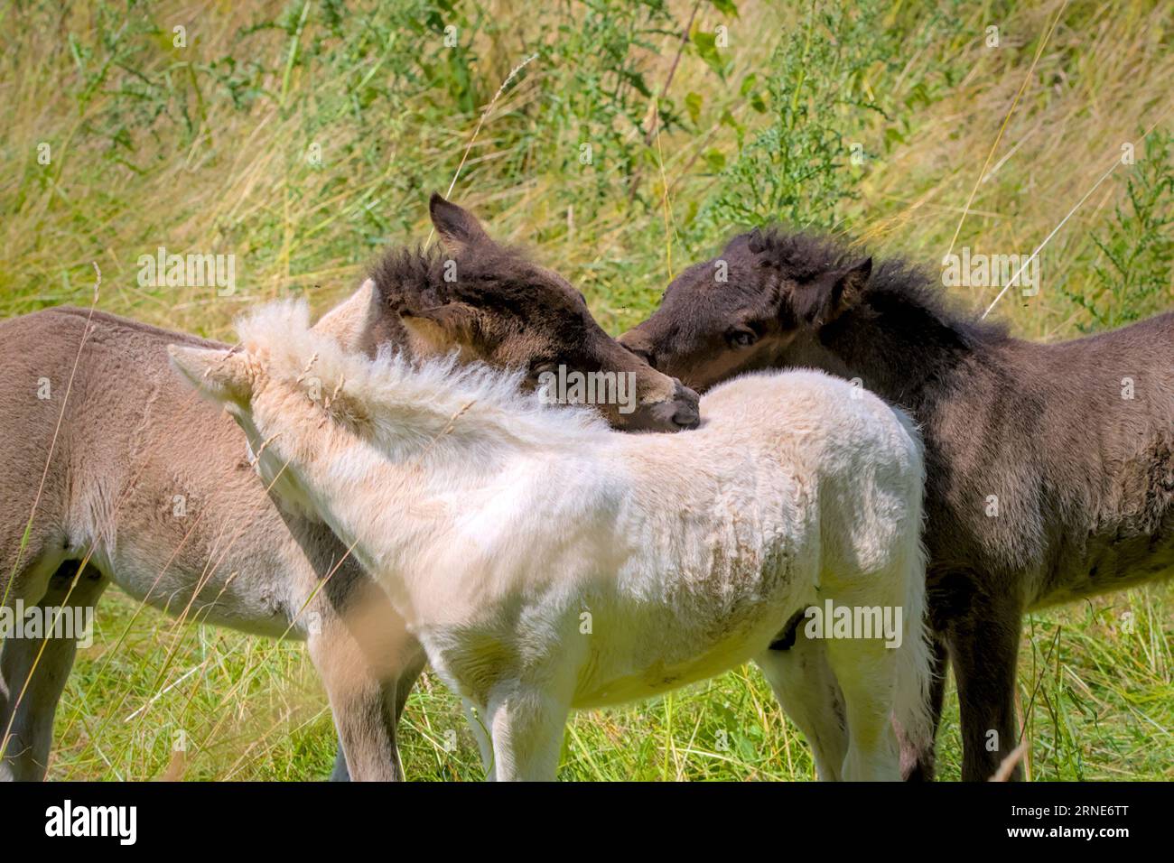 three lovely icelandic foals are playing together Stock Photo - Alamy