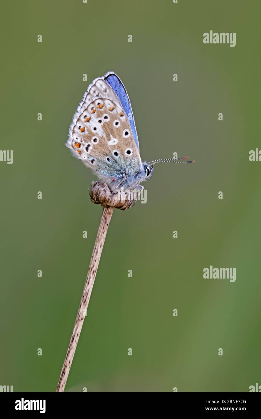 Adonis blue male lysandra hi-res stock photography and images - Alamy