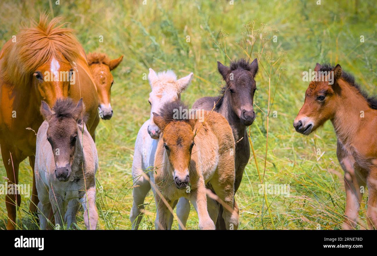 a herd of many cute colourful Icelandic Horse foals playing in the meadow Stock Photo - Alamy