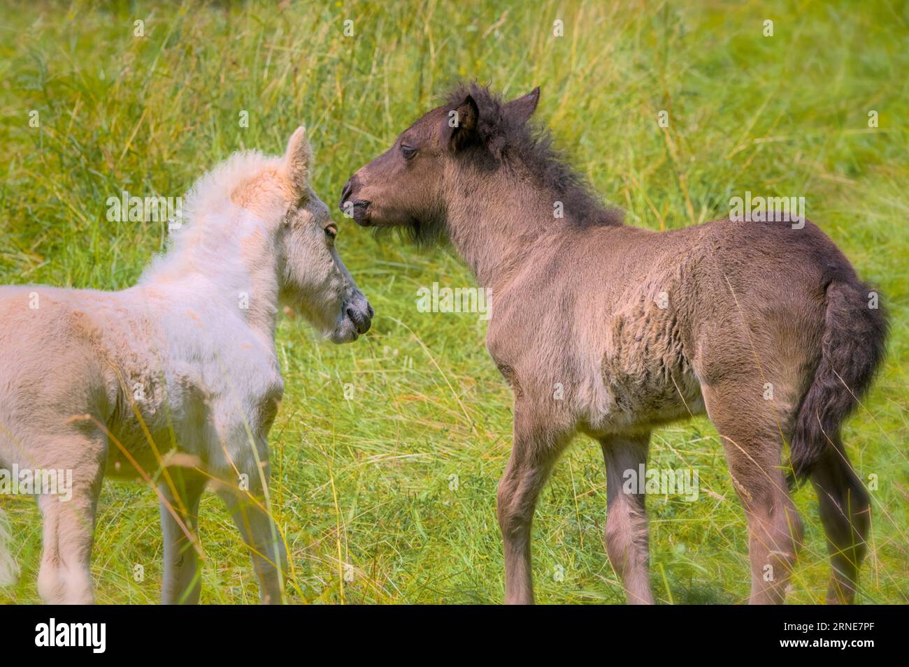 A dark and a white foal of Icelandic horses are playing together in the meadow Stock Photo - Alamy