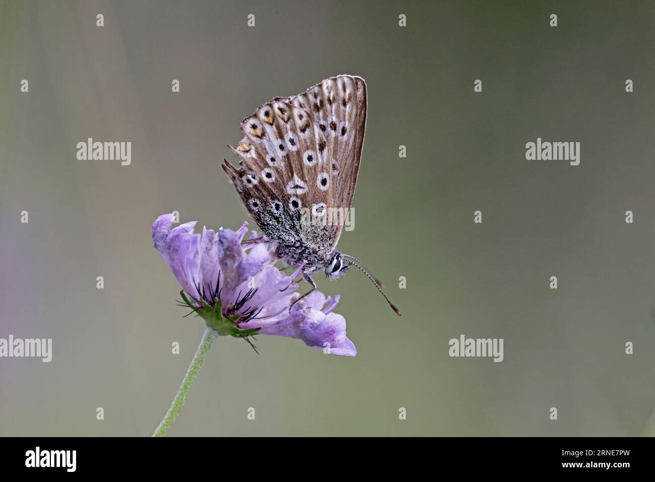 Worn Female Adonis Blue Butterfly Gloucestershire UK Stock Photo - Alamy