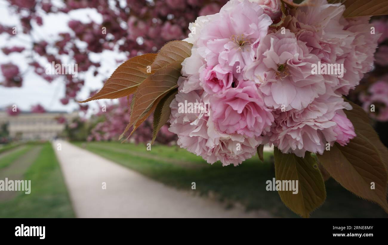 flowers castle pink flowers alley in the city city park Stock Photo - Alamy