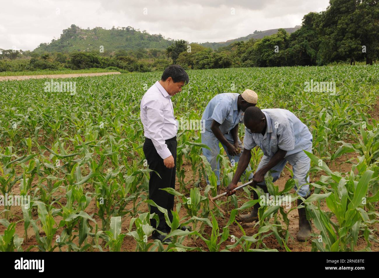 Group of nigerian farmers hi-res stock photography and images - Alamy