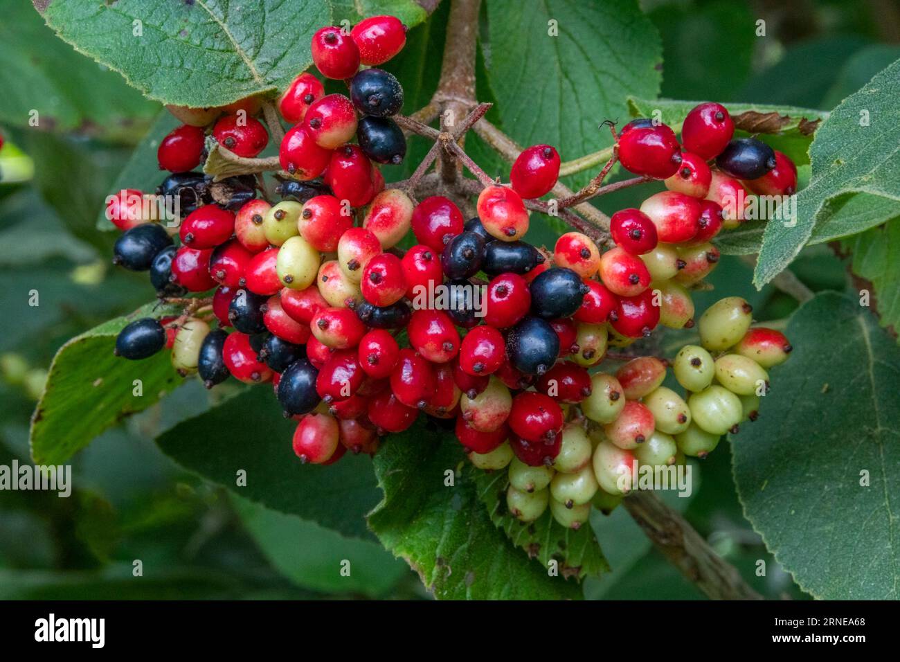 The berries of a wayfaring tree Stock Photo - Alamy
