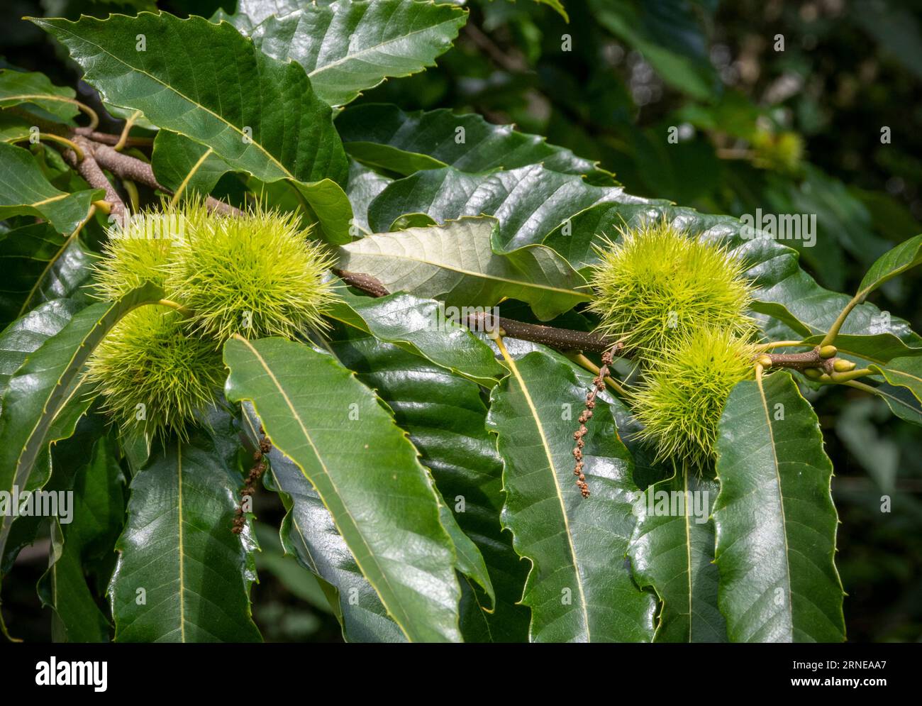 Sweet ripe chestnuts fruit hi-res stock photography and images - Alamy