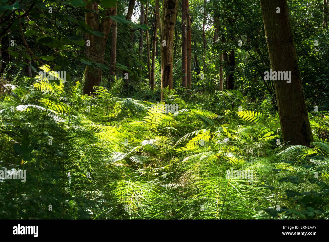 Woodland scene with ferns hi-res stock photography and images - Alamy