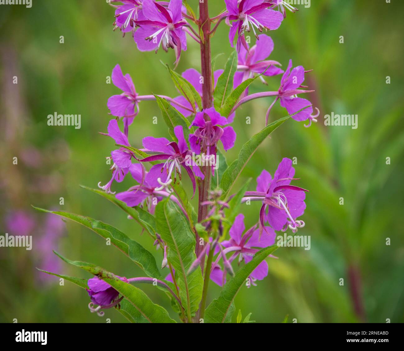 Close up fireweed flowers in hi-res stock photography and images - Alamy