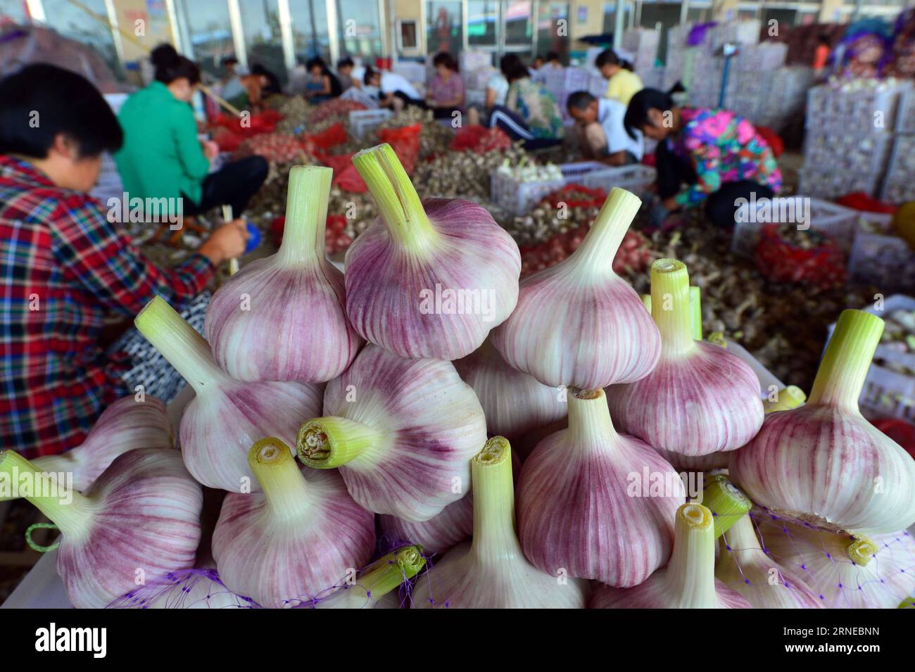 Jinxiang garlic hi-res stock photography and images - Alamy
