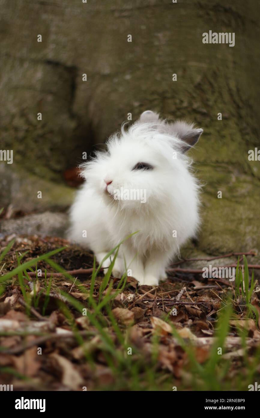 afraid bunny sit outside in front of big tree trunk in nature forrest ...
