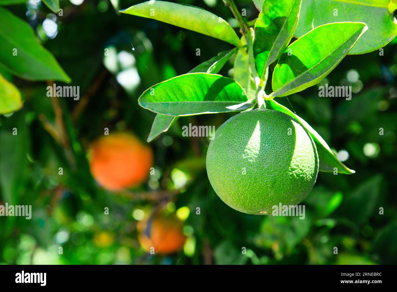 green unripe oranges hanging on tree next to green leaves, growing and ...