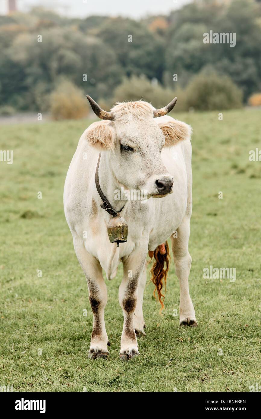 white cow with bell on neck standing on green meadow look to side while ...