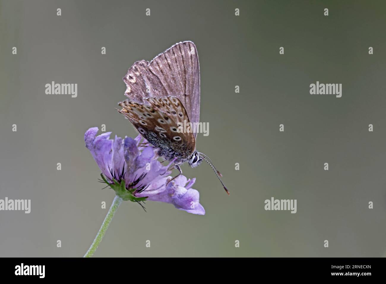 Female adonis blue hi-res stock photography and images - Alamy