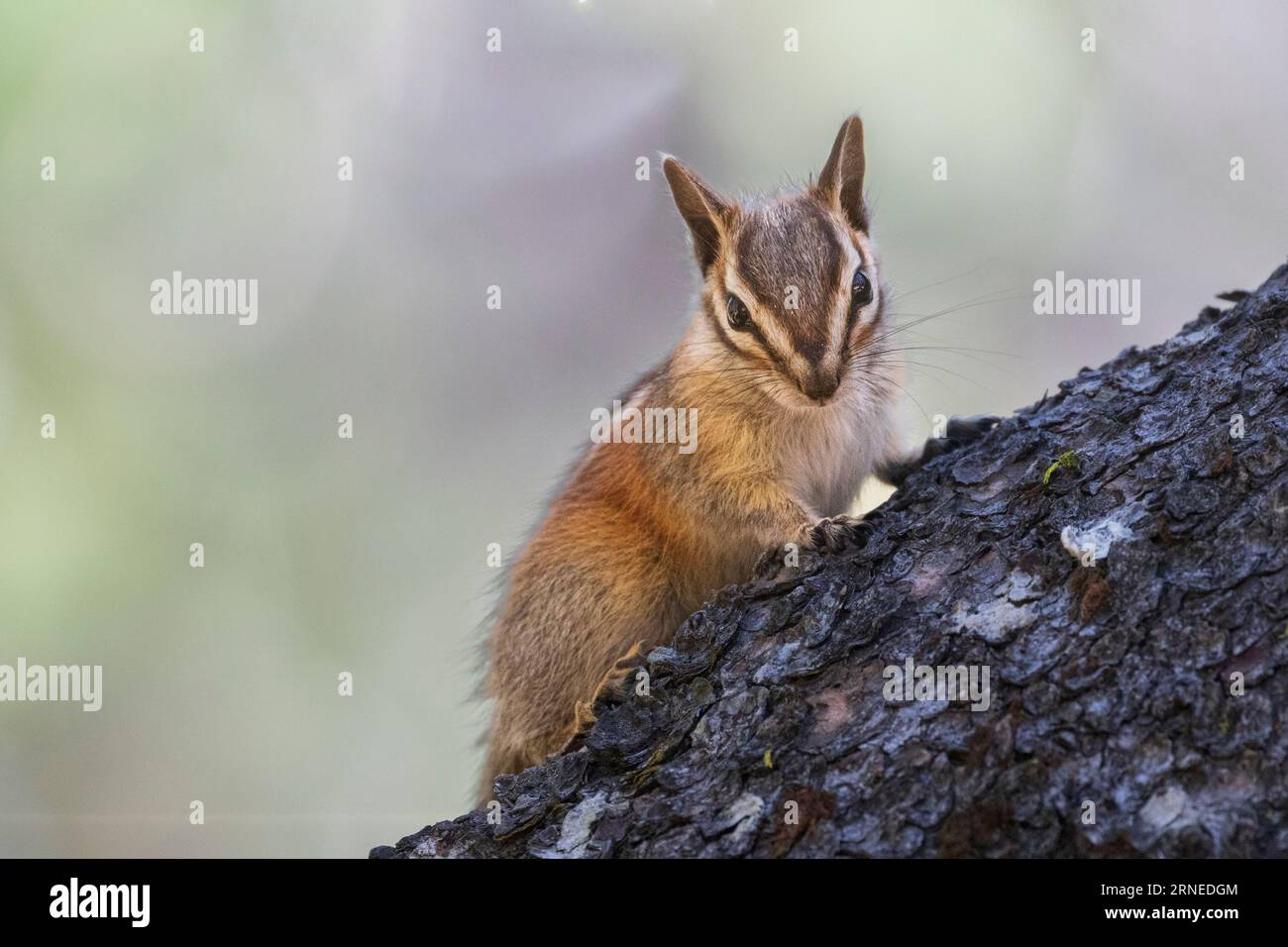 Least chipmonk (Neotamias minimus)in a tamarack tree in Plumas County ...
