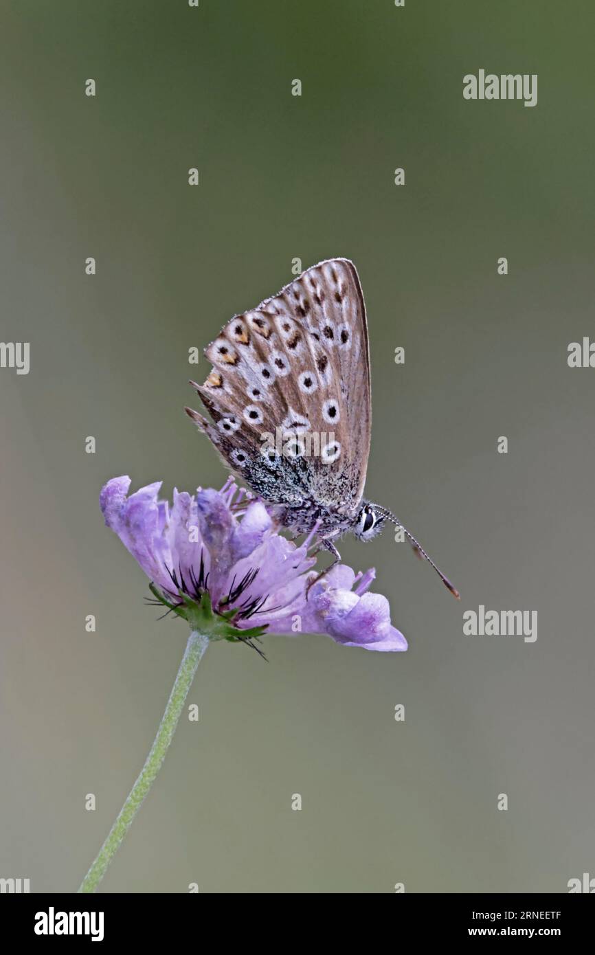 Female adonis blue hi-res stock photography and images - Alamy