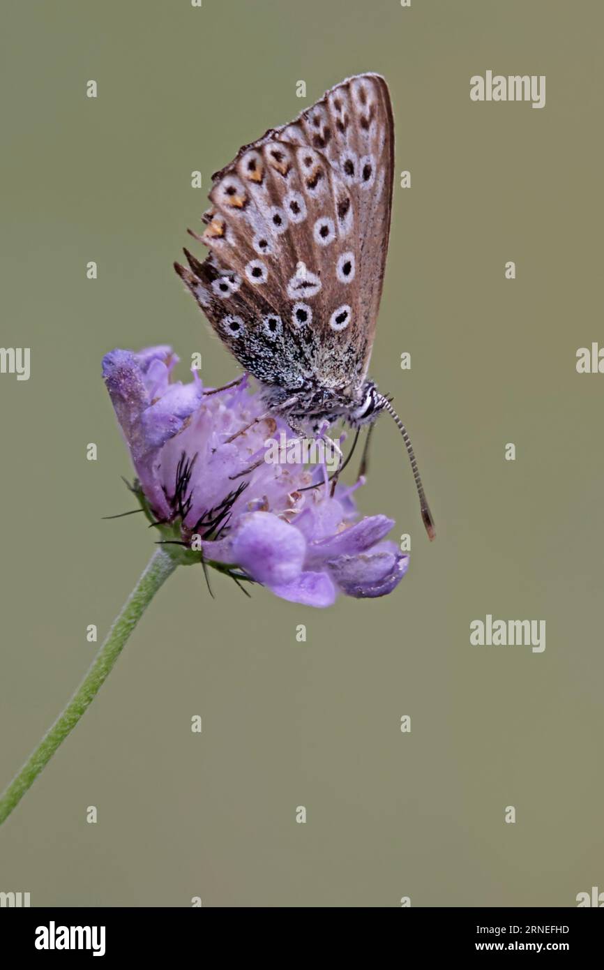 Female adonis blue hi-res stock photography and images - Alamy