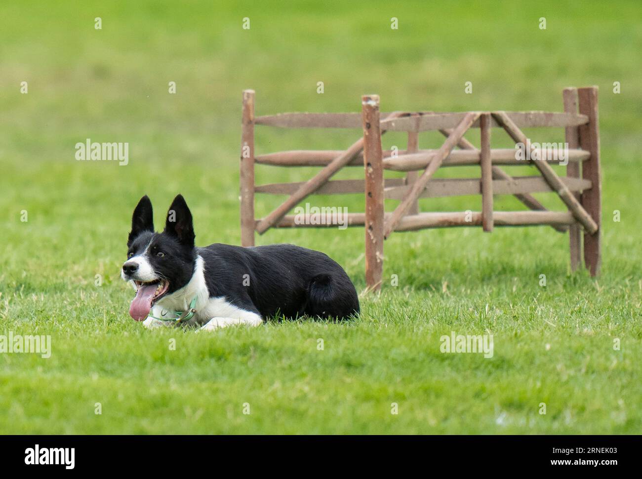 The dog and sheep show at Chatsworth House, Bakewell in Derbyshire ...