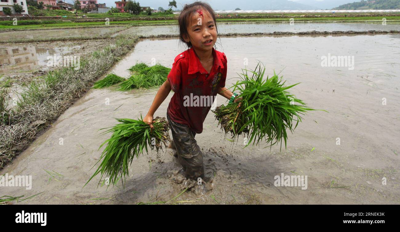 (160626) -- KATHMANDU, June 25, 2016 -- A Nepalese child carries rice ...