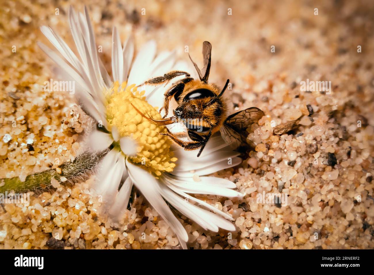 Sand bee hi-res stock photography and images - Alamy