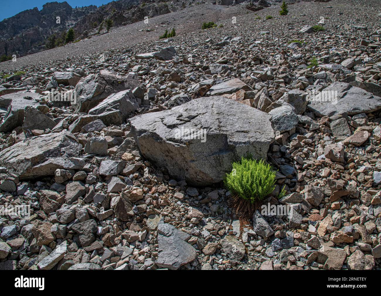 Brittle bladder fern (Cystopteris fragilis) growing on talus slope in ...