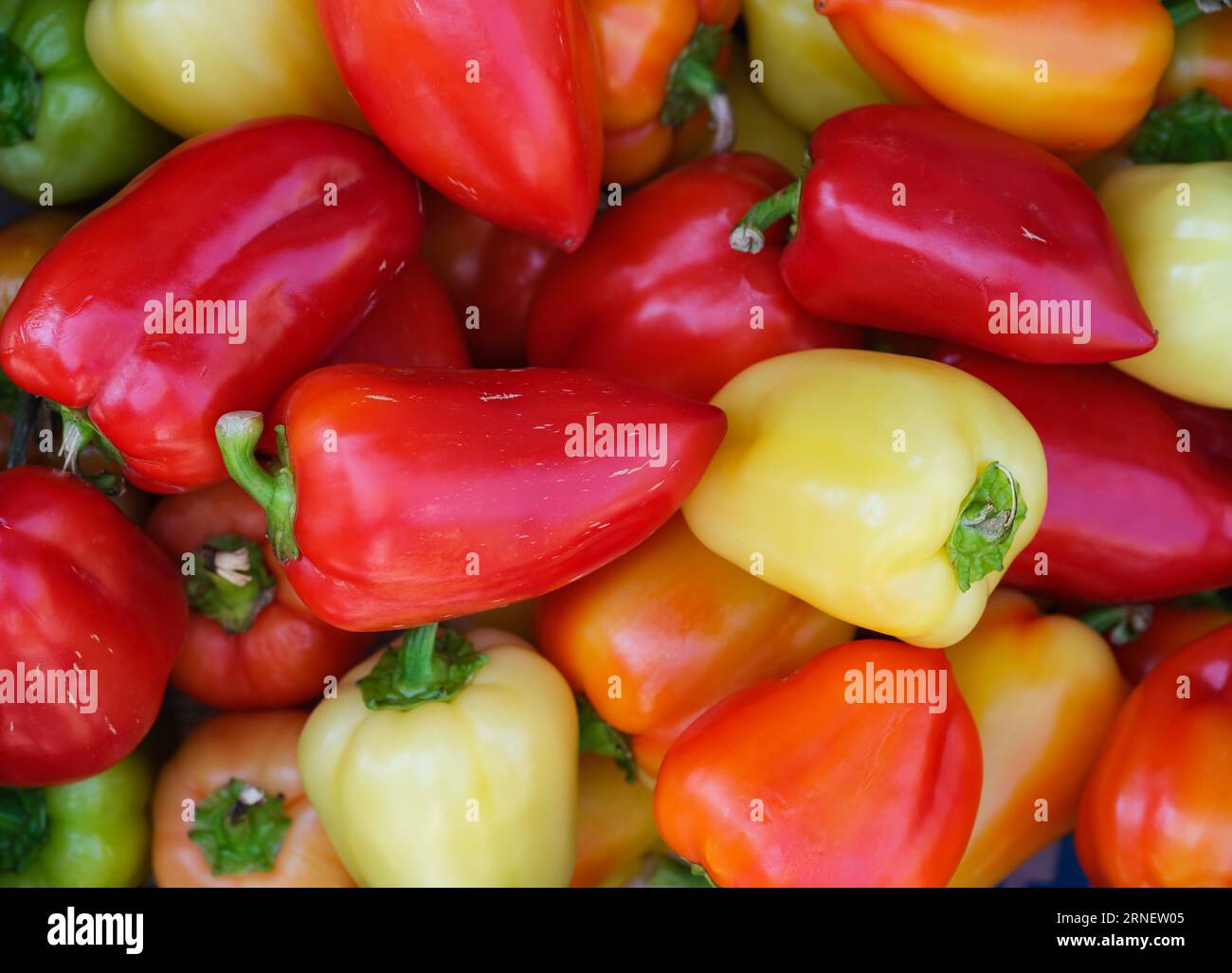 Fresh organic bell peppers hi-res stock photography and images - Alamy