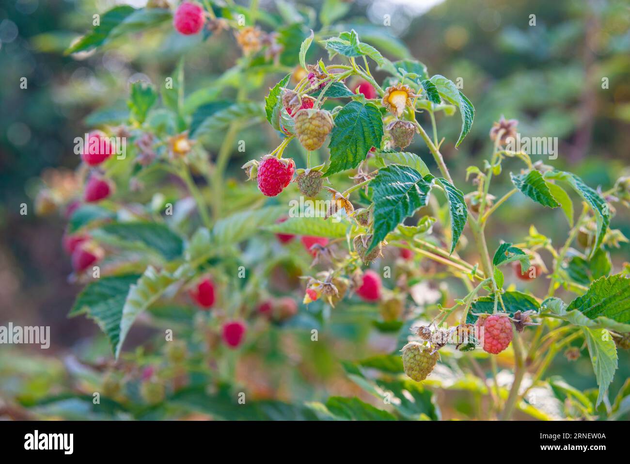 Arbusto arbustos hi-res stock photography and images - Alamy