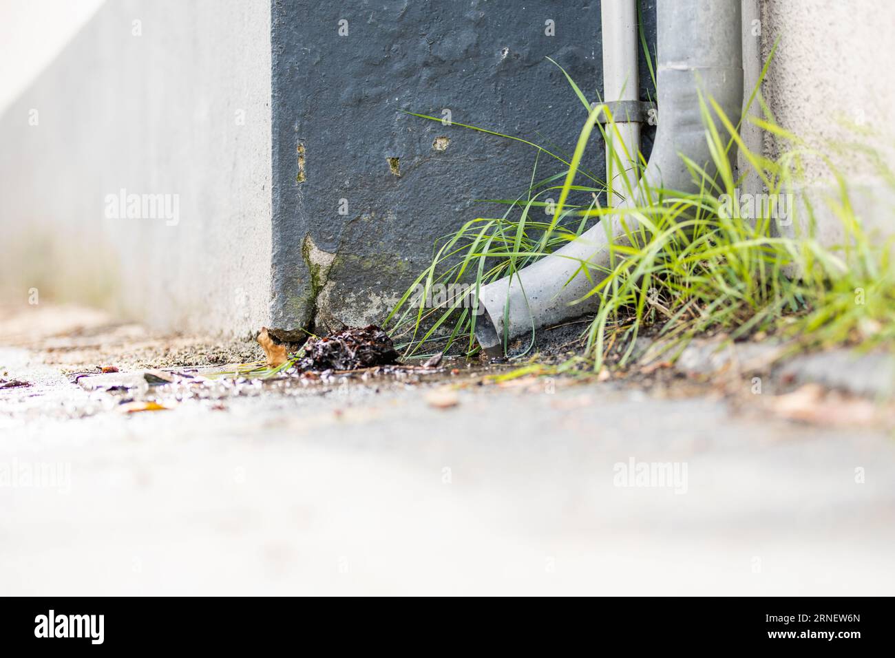 overgrown drain gutter with plants and dirt Stock Photo - Alamy