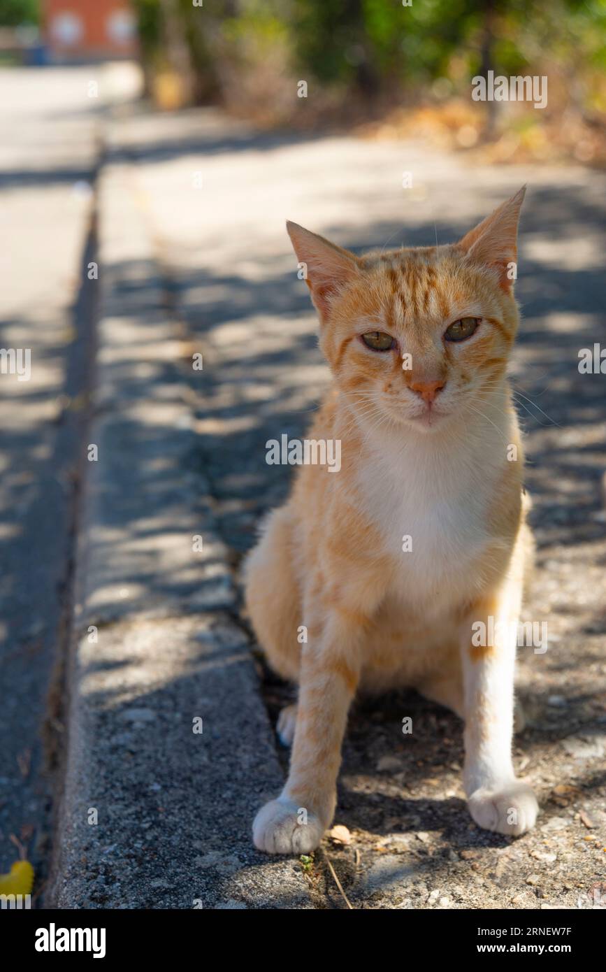 White cats sitting street cat hi-res stock photography and images - Alamy