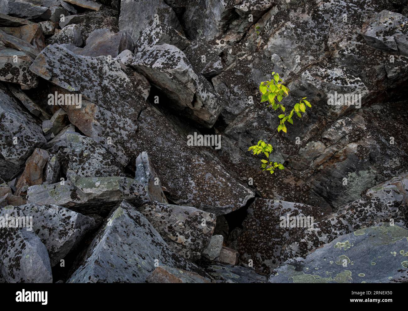 Hardy rocks hi-res stock photography and images - Alamy