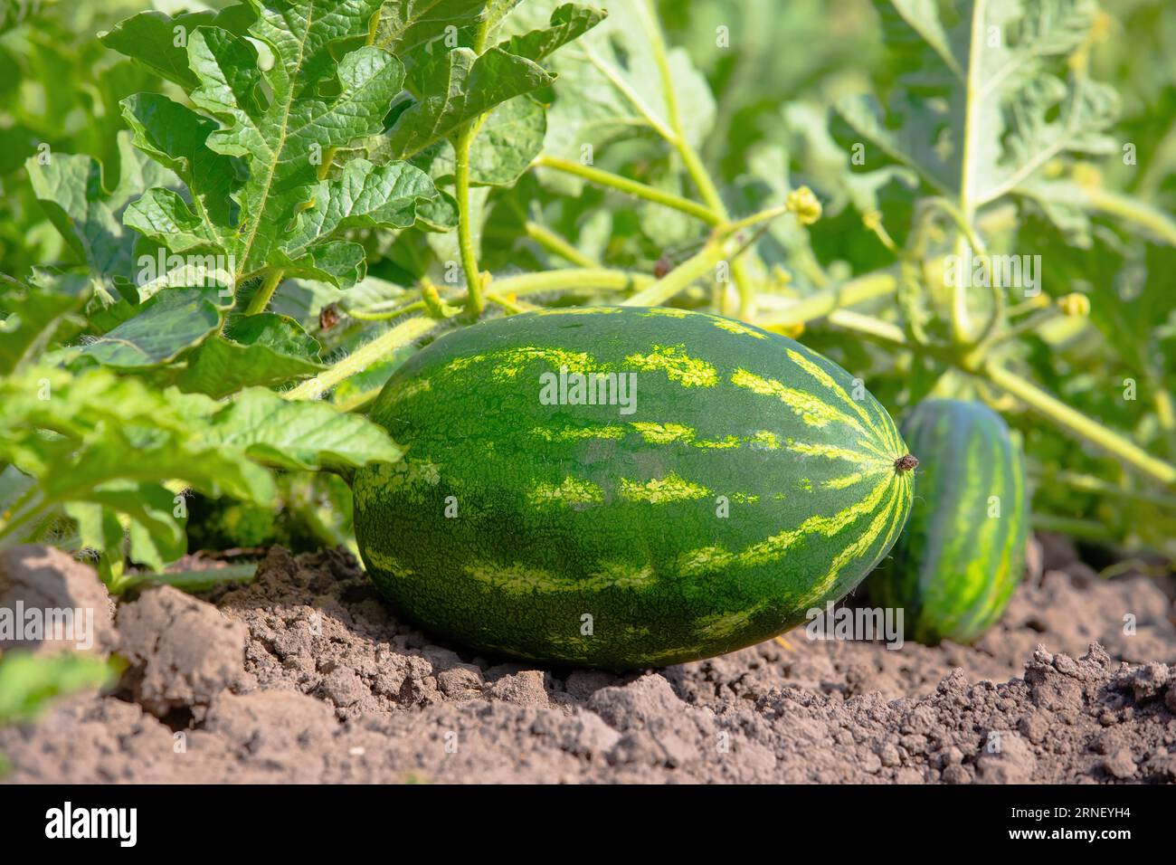 Watermelon grows on the ground. Nature in the garden Stock Photo - Alamy