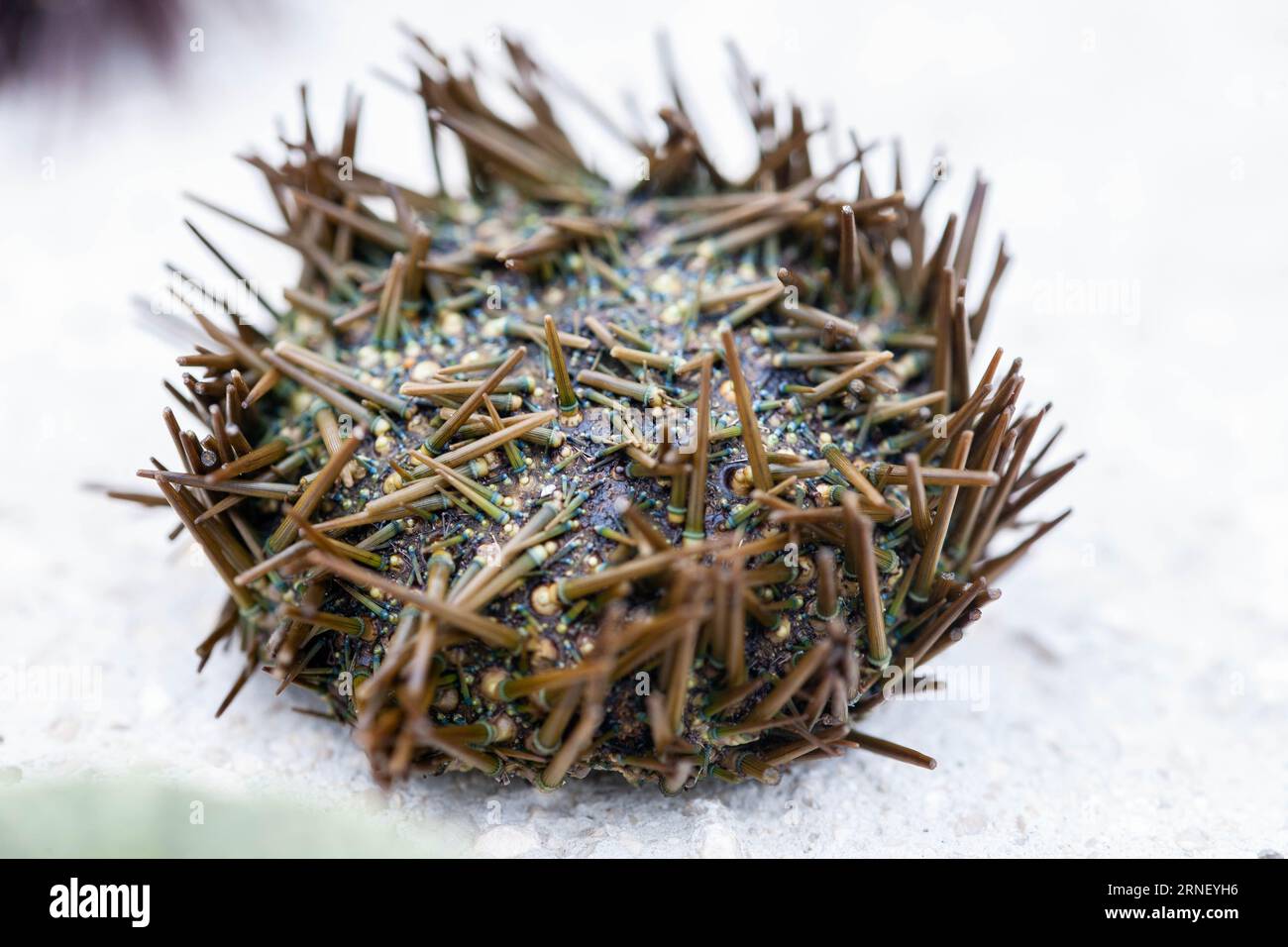 Unique spiky texture hi-res stock photography and images - Alamy