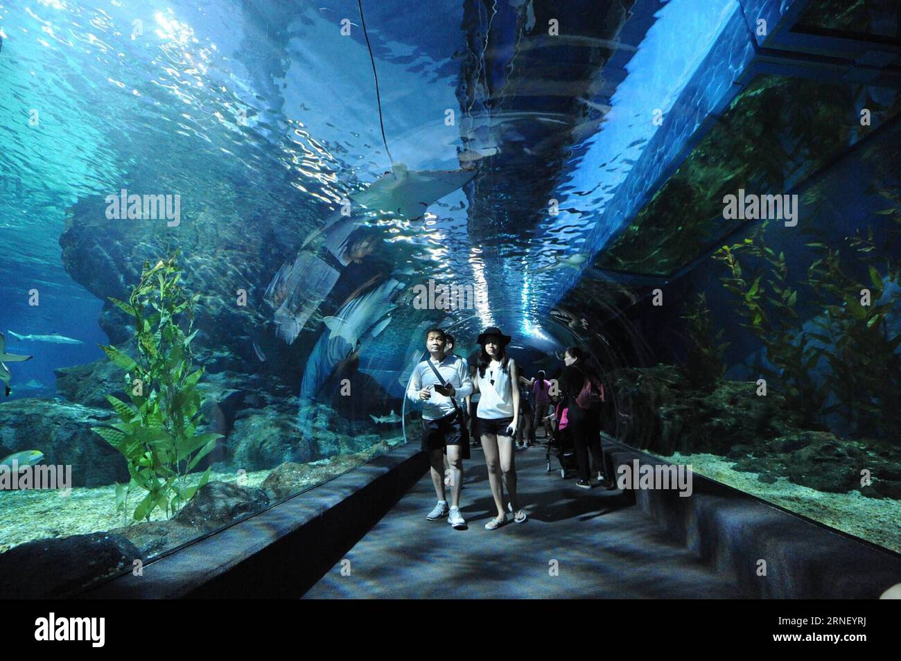 People visit the Siam Ocean World in Bangkok, Thailand, July 8, 2016 ...