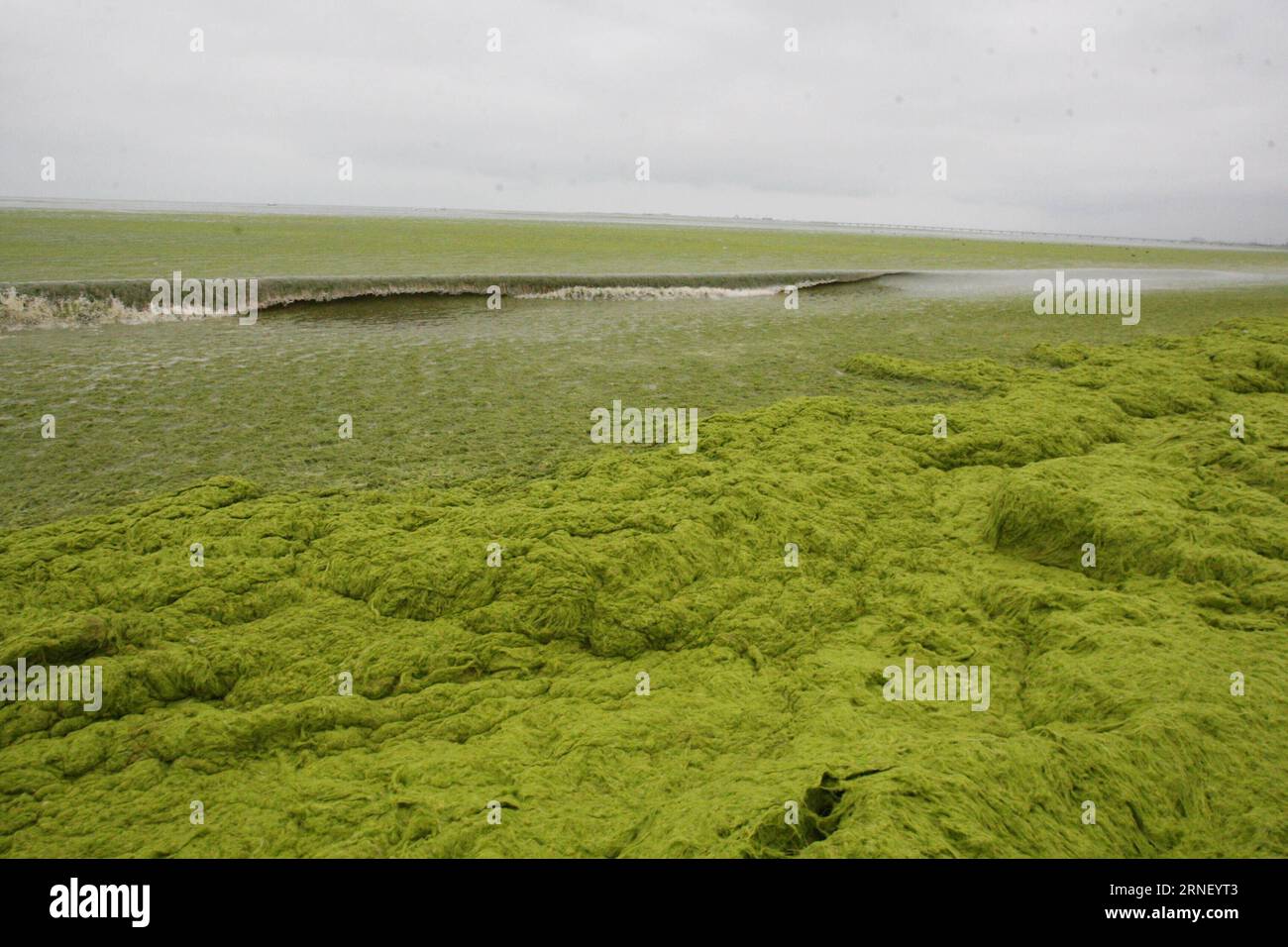 Green algae are filled with seawater in Haiyang City, east China s ...