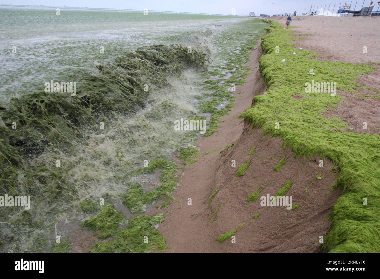 Green algae are filled with seawater in Haiyang City, east China s ...