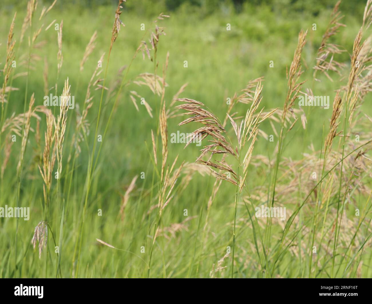 Clear prairie hi-res stock photography and images - Alamy