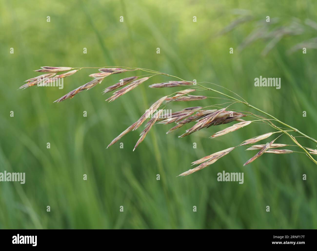 Prairie grass seed head hi-res stock photography and images - Alamy