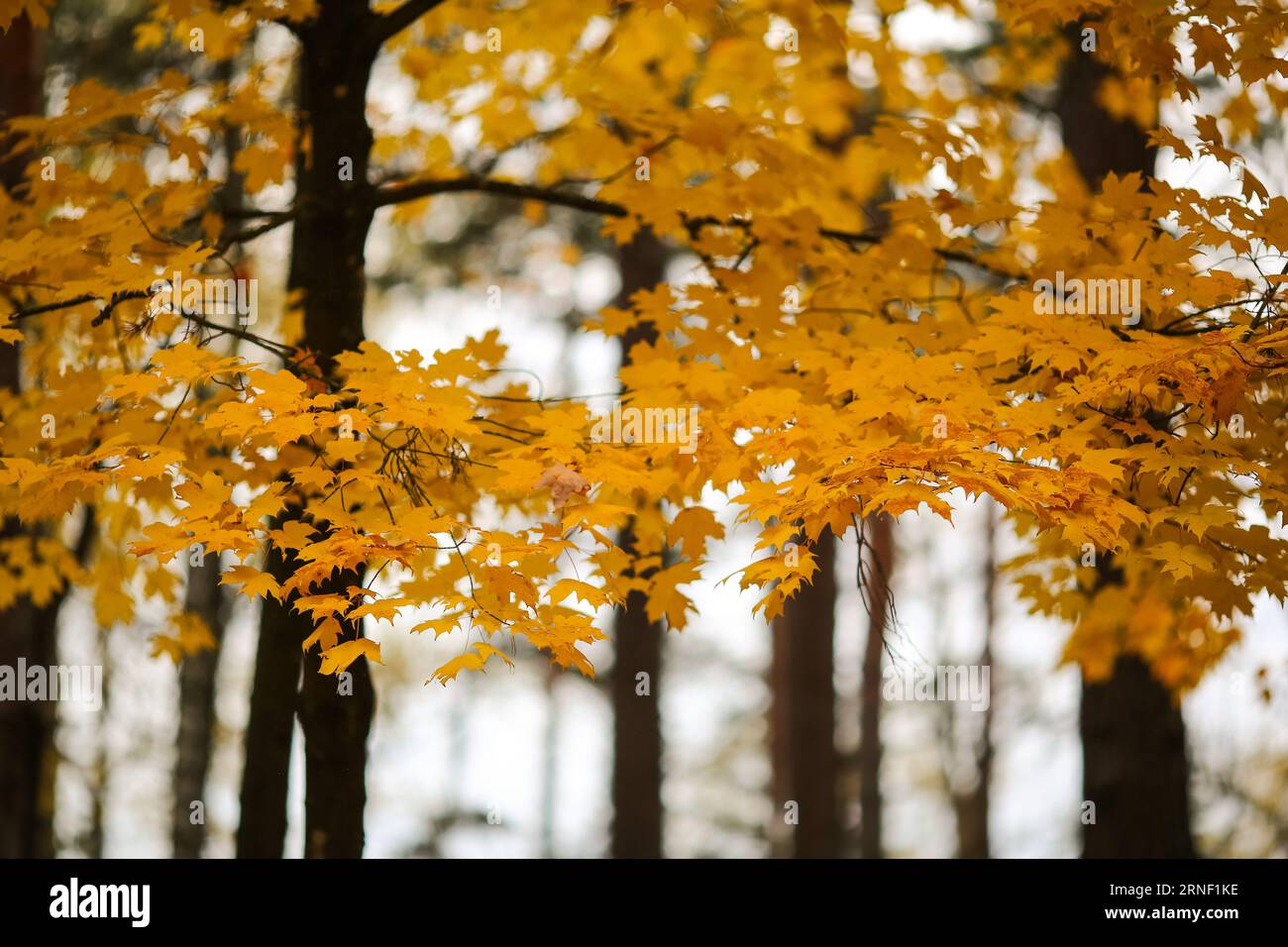 Autumn background with yellow leaves on the trees Stock Photo - Alamy