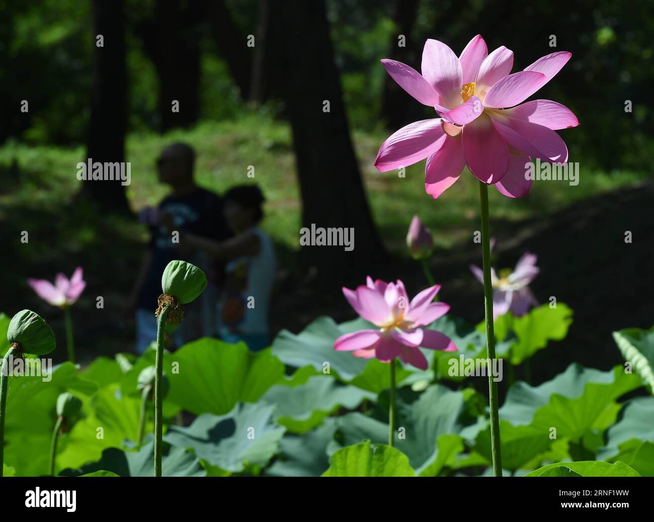 (160713) -- BEIJING, July 13, 2016 -- Tourists walk past lotus flowers ...