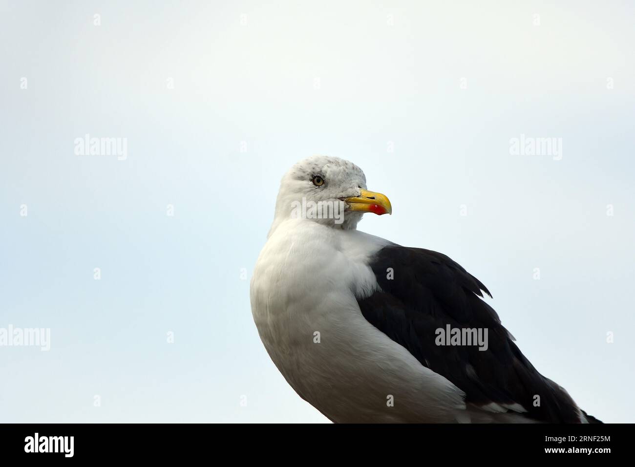 Lesser black-backed gull Larus fuscus Stock Photo - Alamy