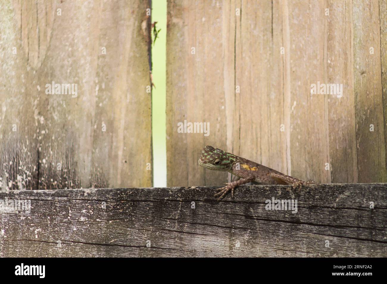 Florida Backyard Wildlife Lizards Stock Photo - Alamy