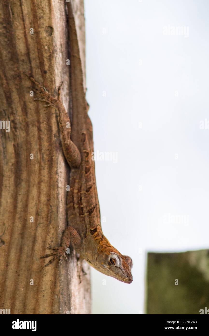 Vibrant lizards hi-res stock photography and images - Alamy