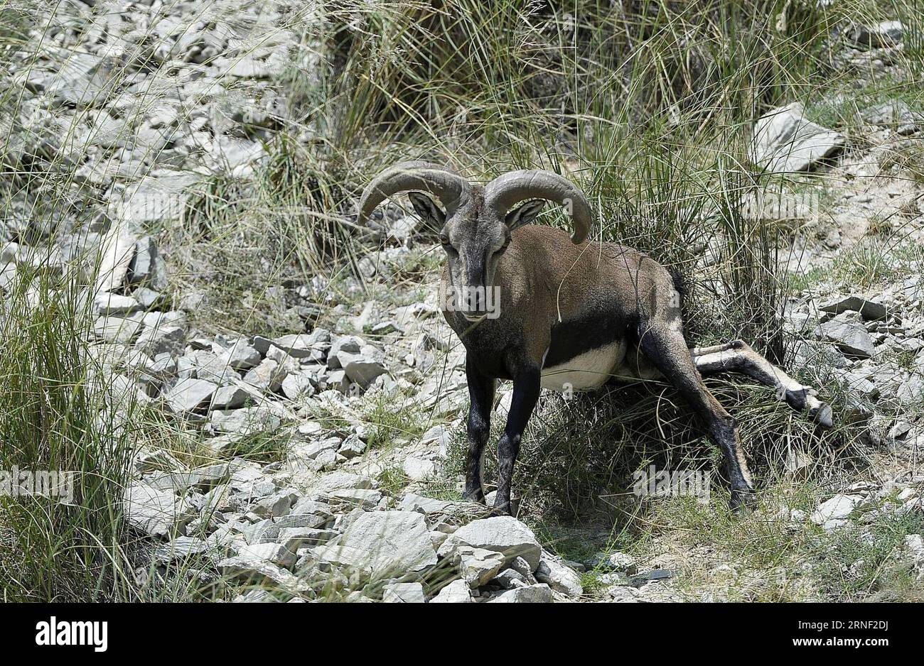 Vulnerable Species Blue Sheep