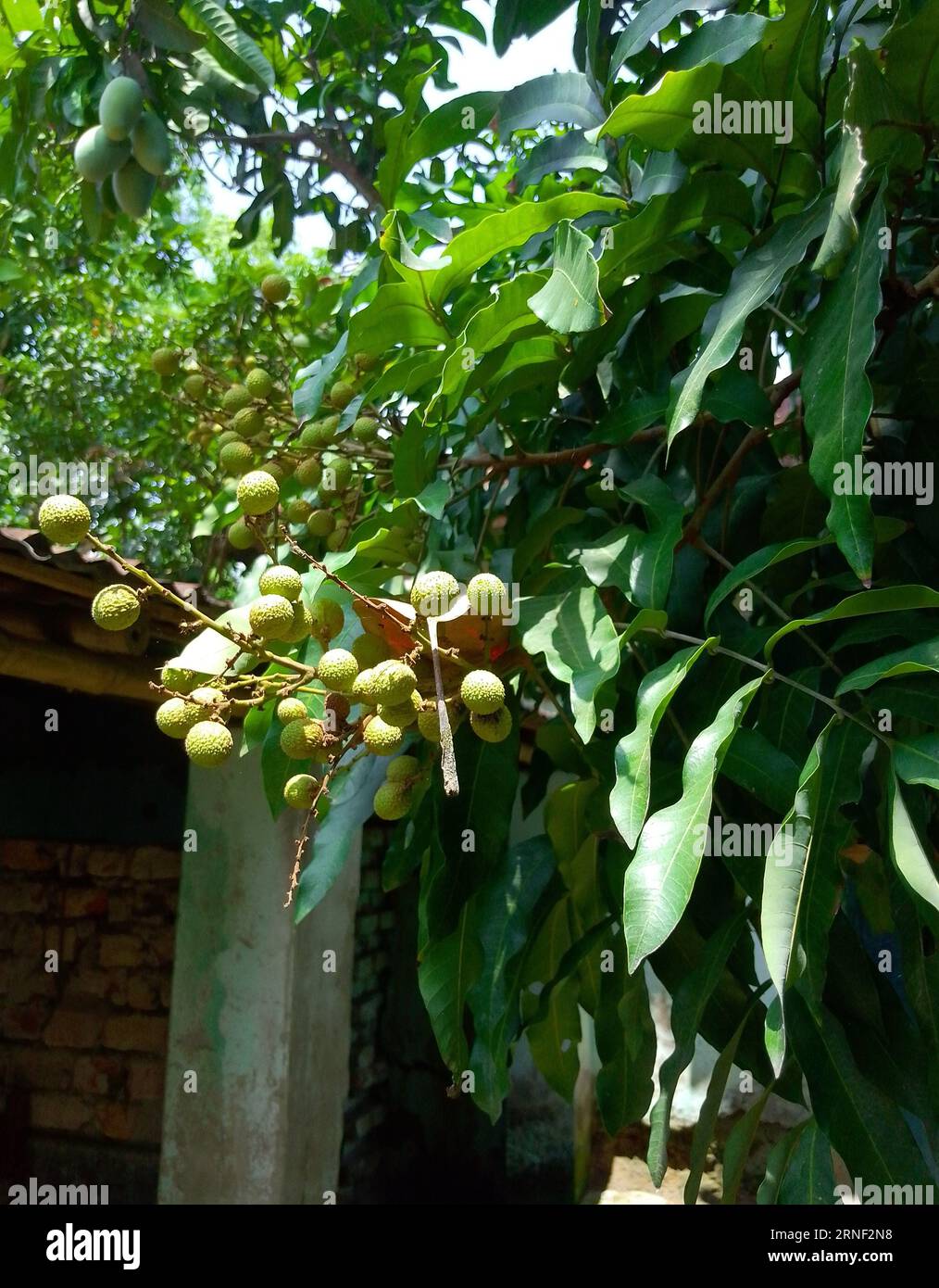 A fruit tree in the garden Stock Photo - Alamy