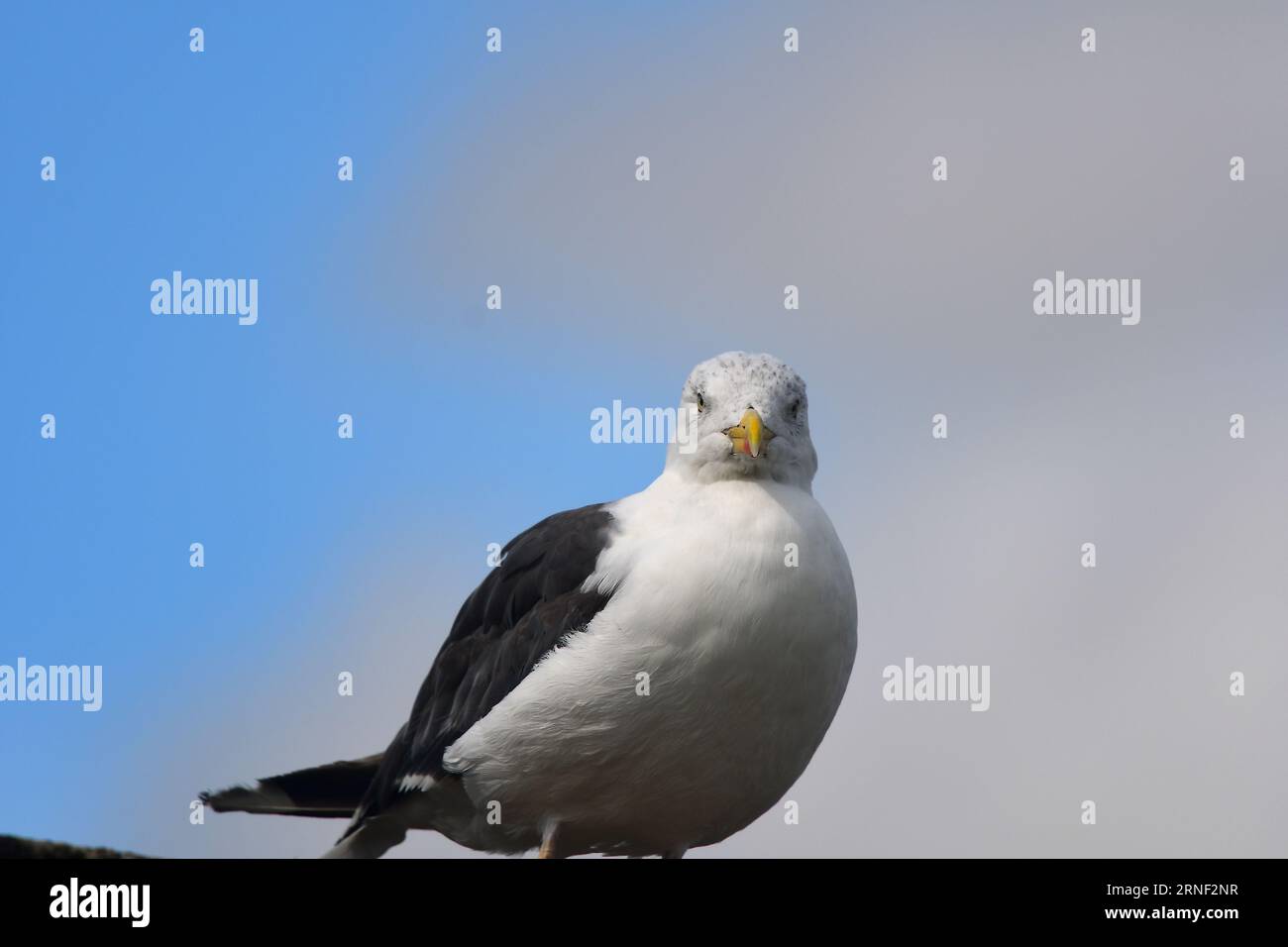 Lesser black-backed gull Larus fuscus Stock Photo - Alamy