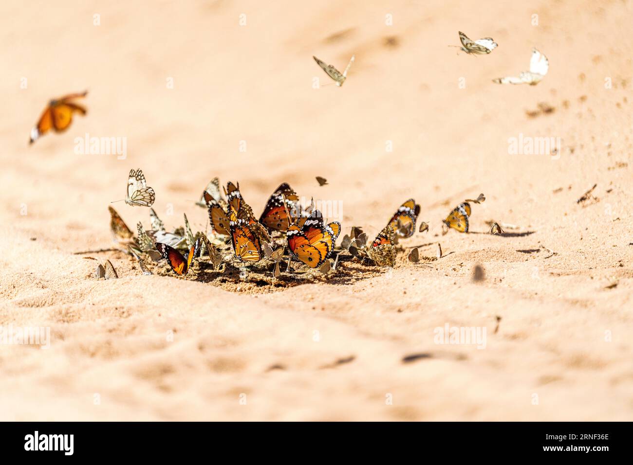 African butterflies hi-res stock photography and images - Alamy