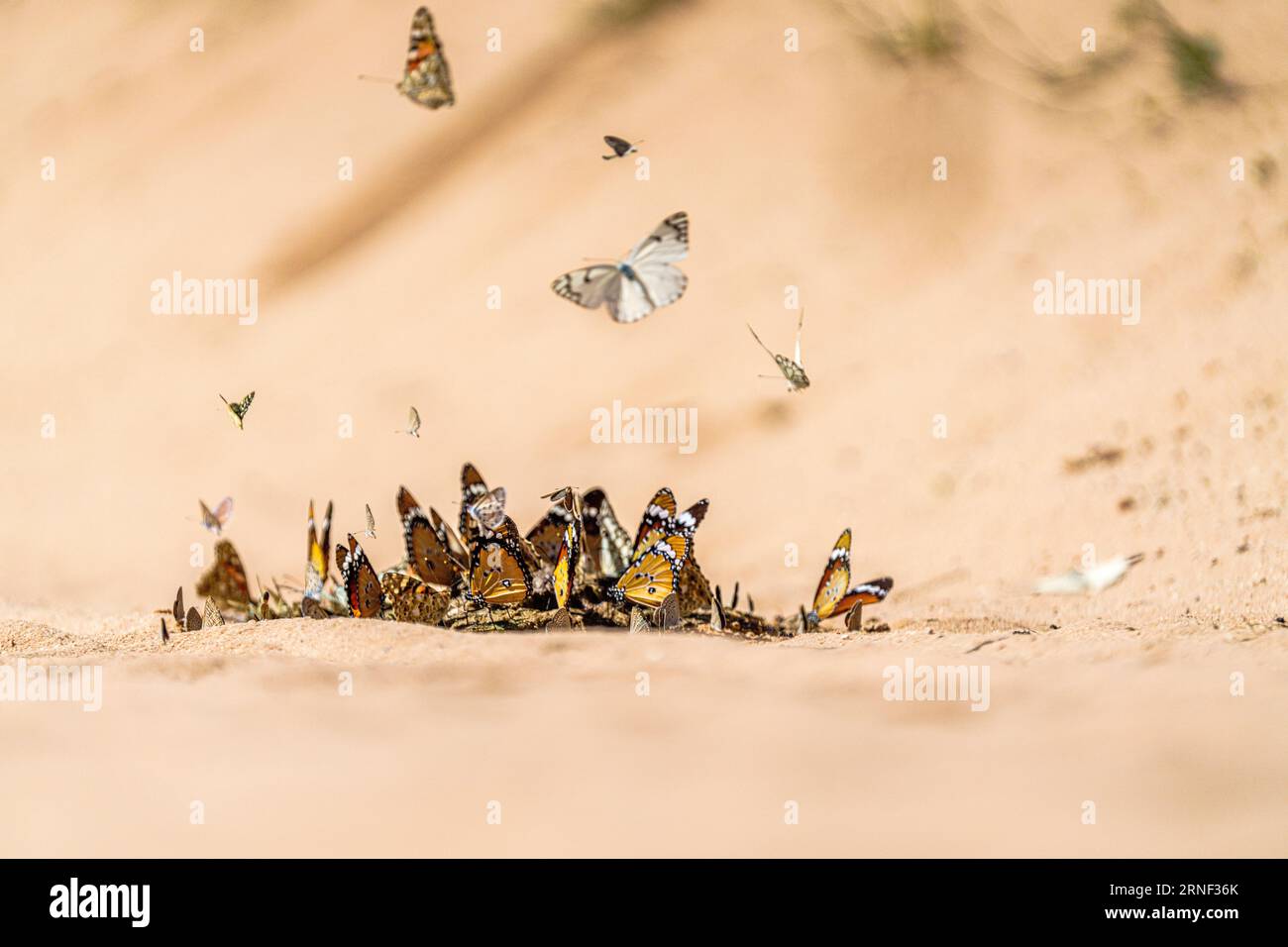 Butterfly in flight hi-res stock photography and images - Alamy