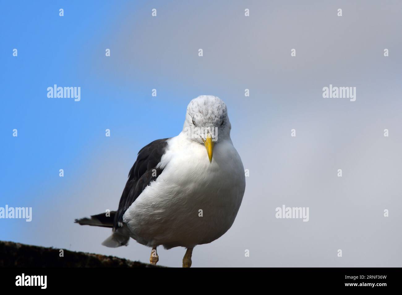 Lesser black-backed gull Larus fuscus Stock Photo - Alamy