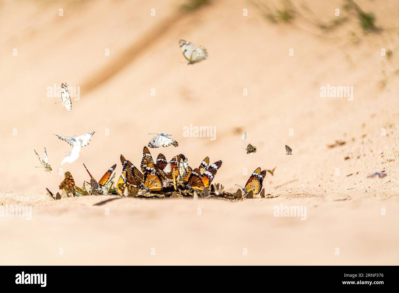Butterfly in flight hi-res stock photography and images - Alamy