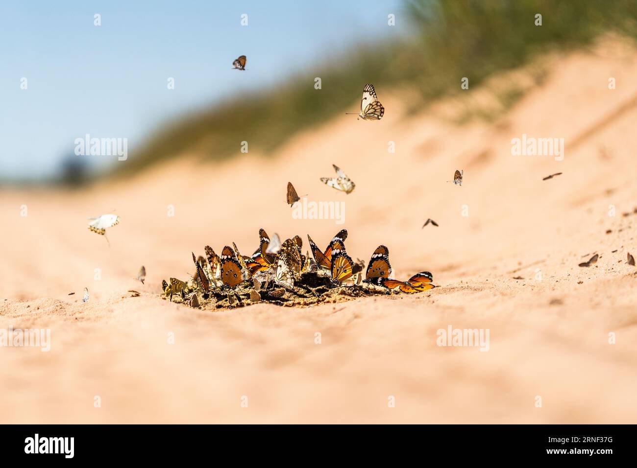 Butterfly in flight hi-res stock photography and images - Alamy