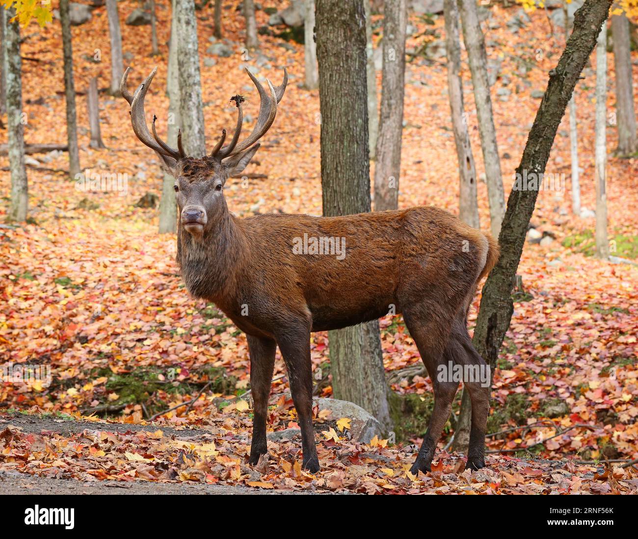 Powerful adult deer in hi-res stock photography and images - Alamy