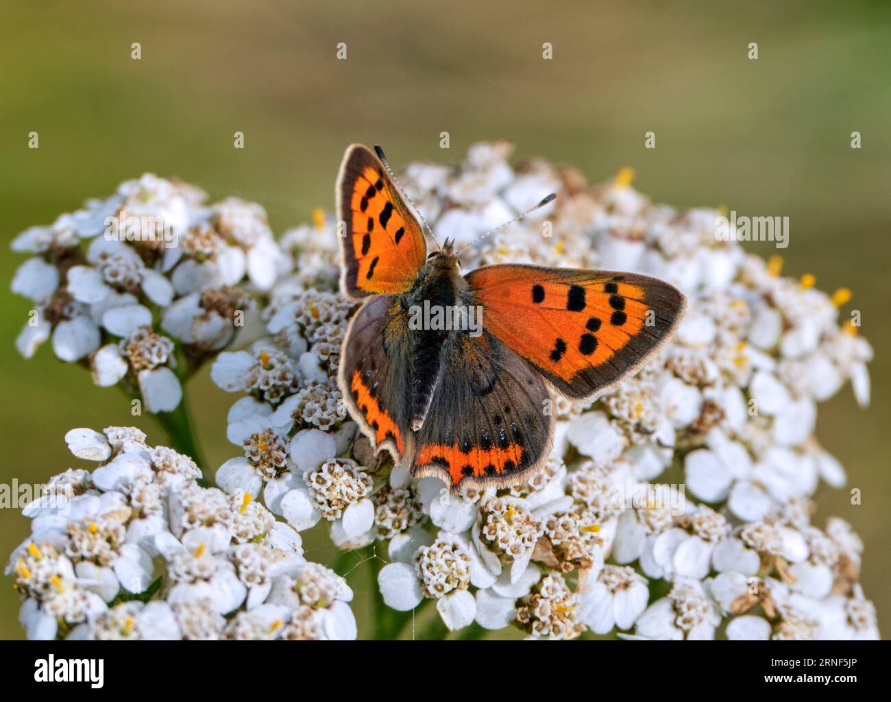 Small Copper (form caeruleopunctata) on Yarrow flowers. Molesey ...
